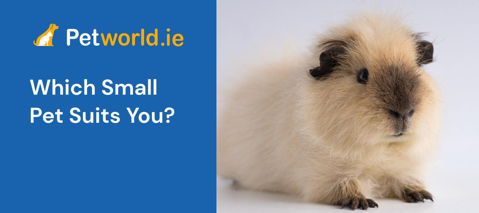 Which small pet suits you? &VerticalLine; Petworld