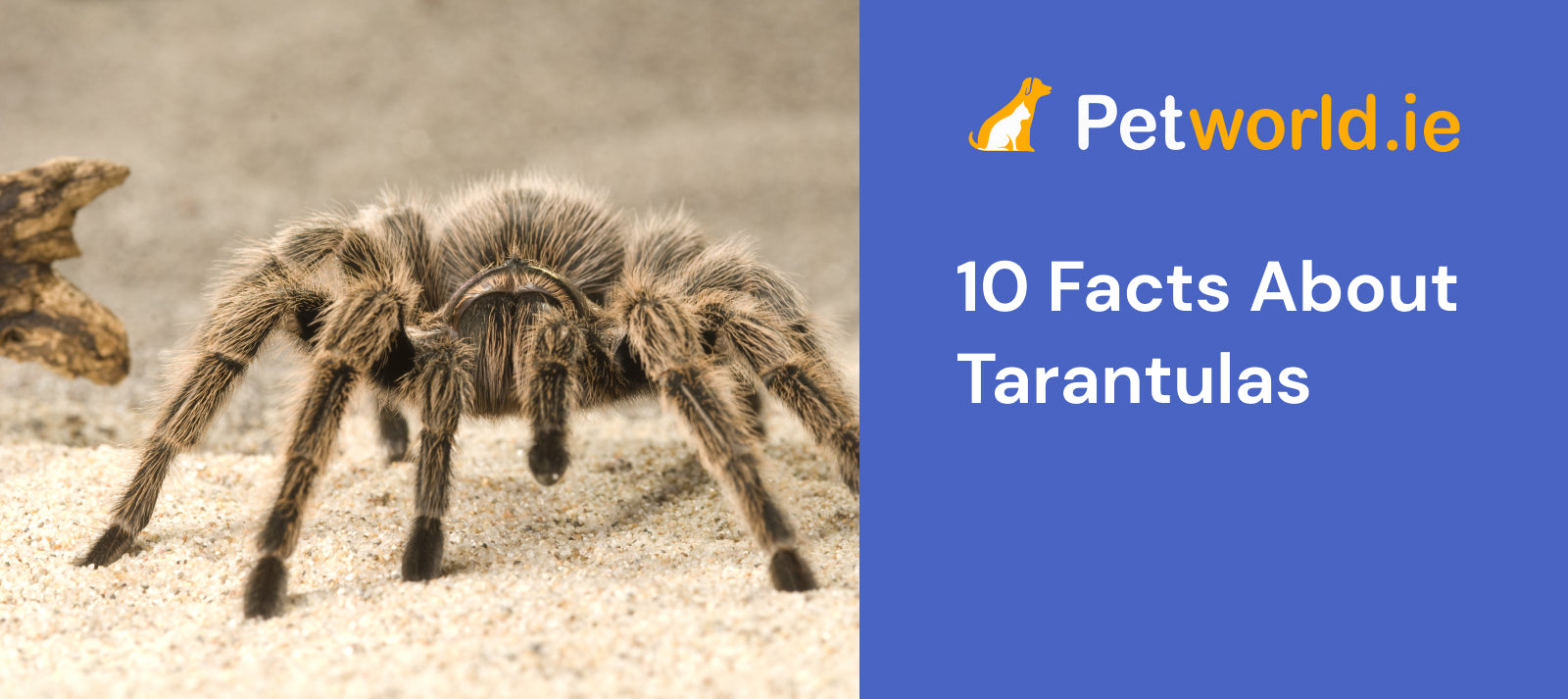 10 Facts about Tarantulas &VerticalLine; Petworld