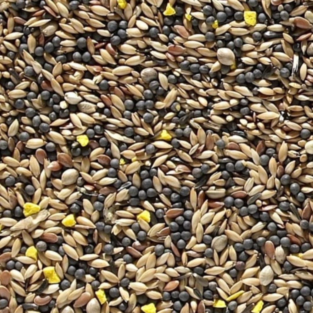 Nature's Best Canary Seed 1kg | Petworld