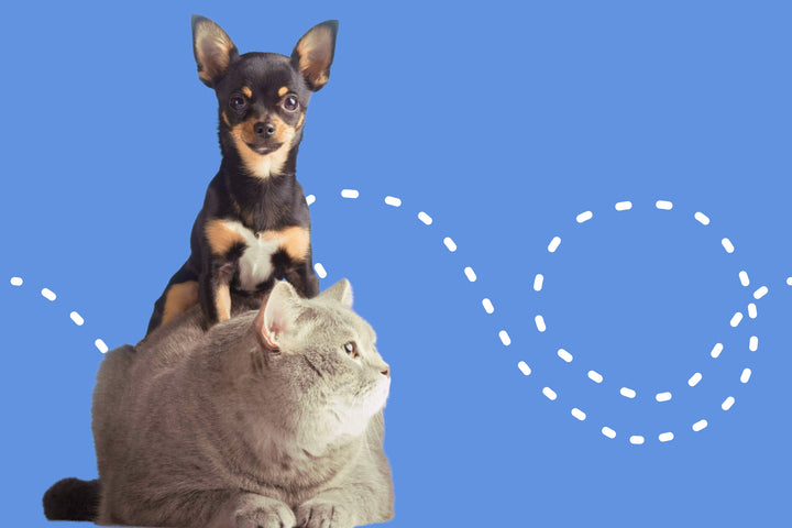 Gary's Pet World | Pet Shop Letterkenny &VerticalLine; Petworld